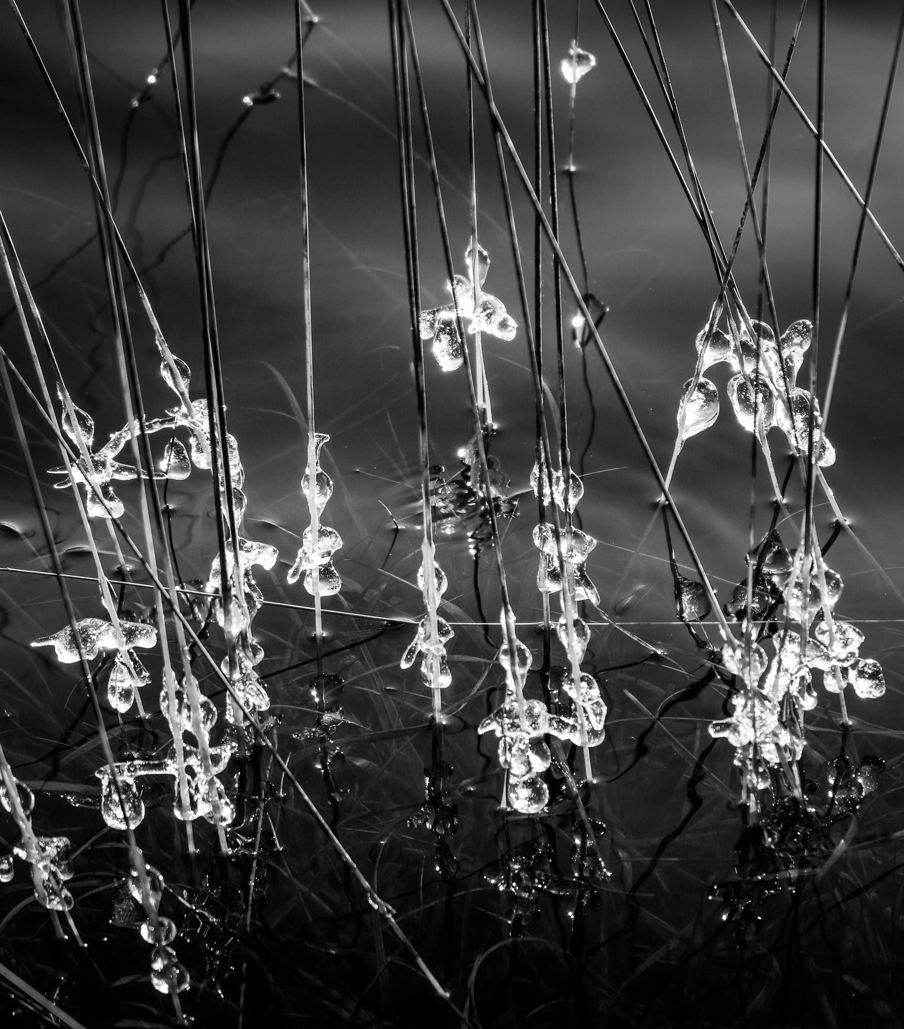 Visual Languages: The World in Black and White - Florin
